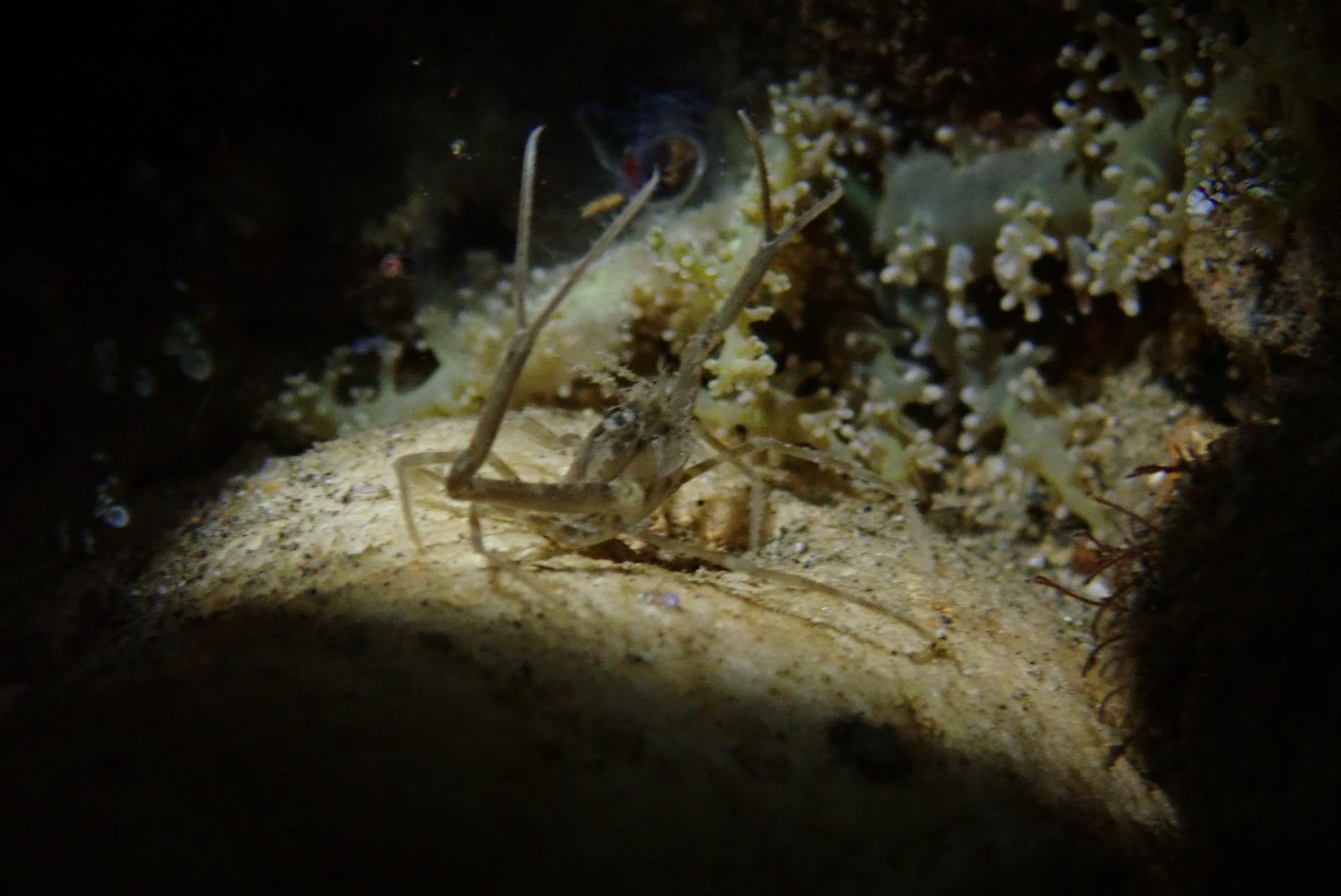 진흙바닥에서 진주를 찾는 마크로의 세계, 먹다이빙(Muck diving)이 뭐야? - 다이빙홀릭